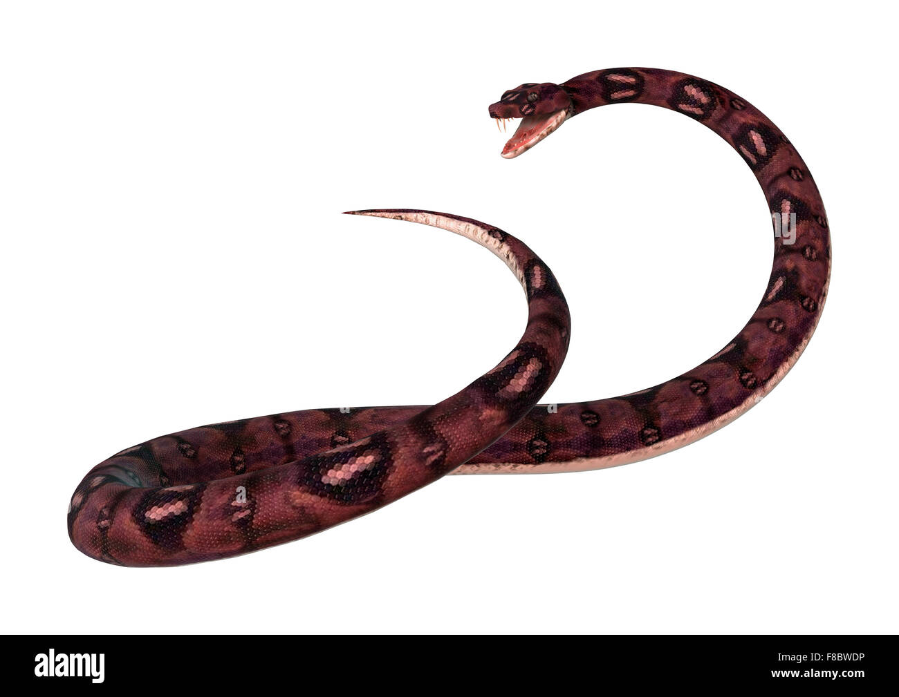 3D digital render of an anaconda snake isolated on white background ...