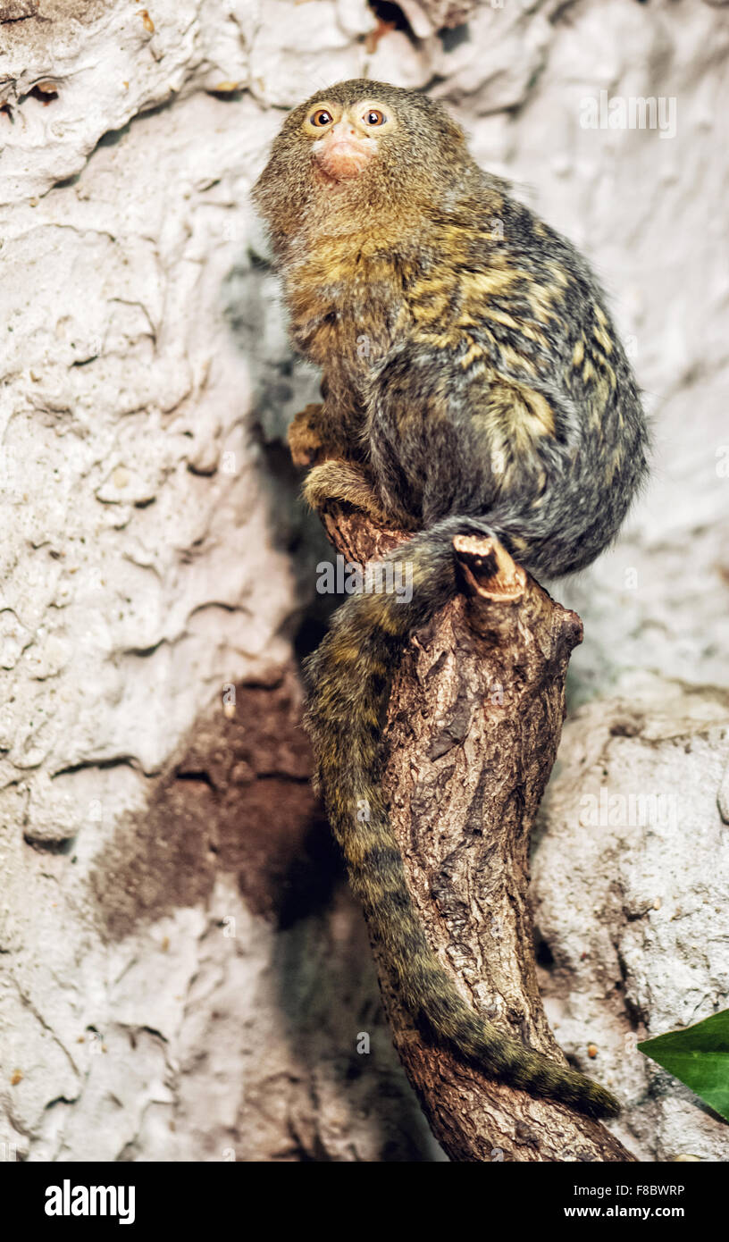 Pygmy marmoset (Cebuella pygmaea). Animal scene. Beauty in nature Stock ...
