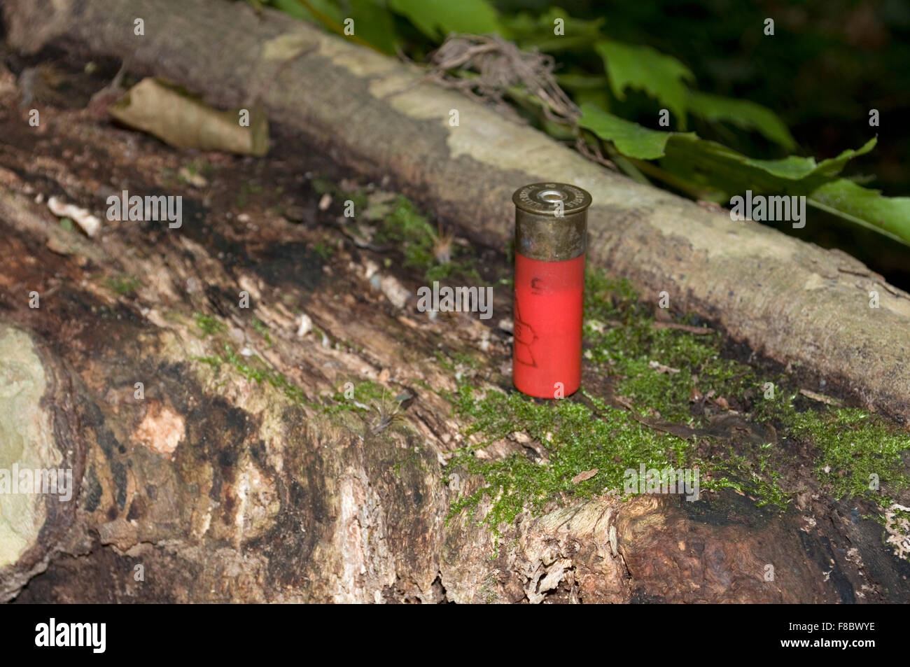 Hunting cartridge in the woods Stock Photo - Alamy