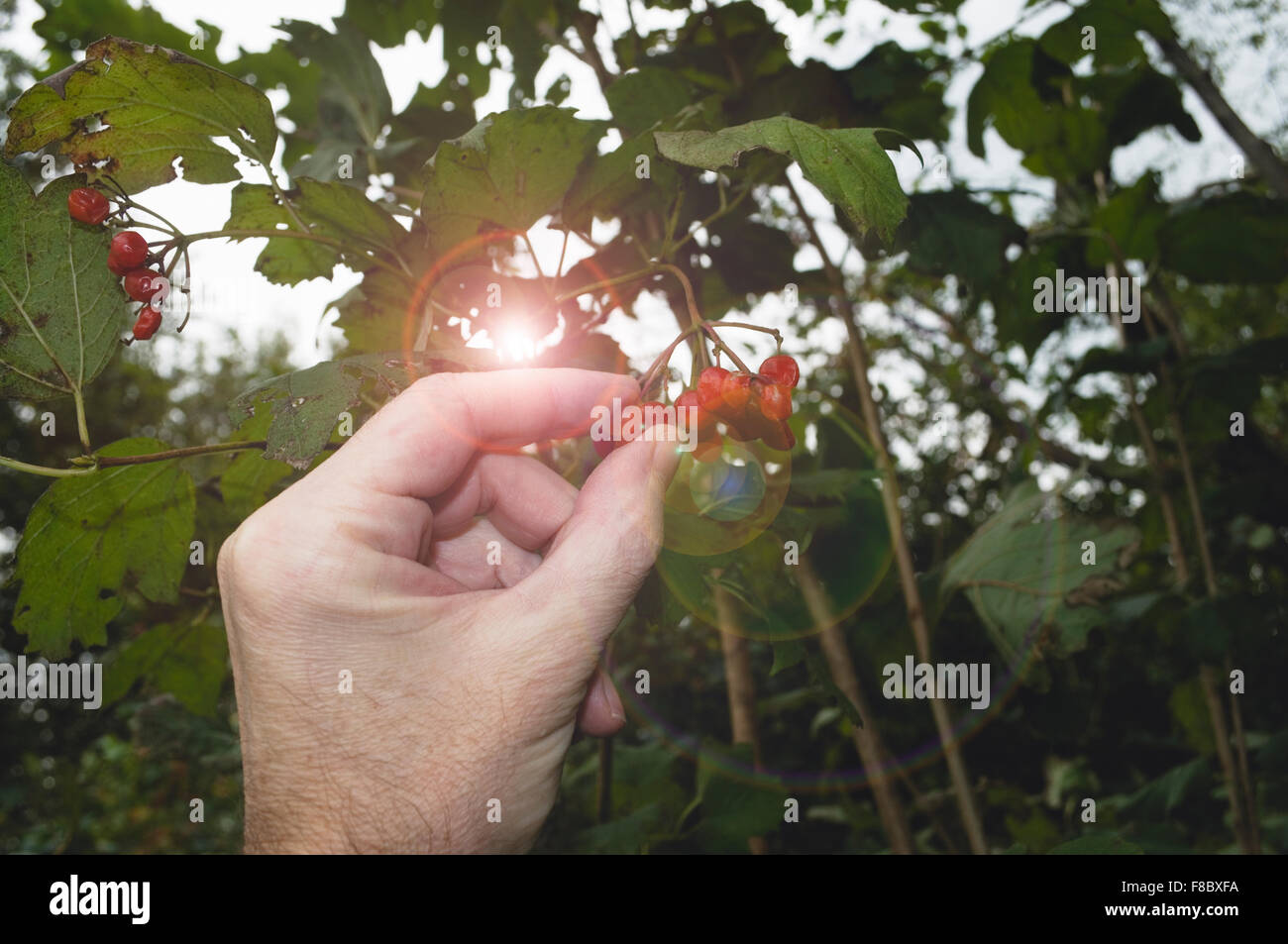 Person picking fruit hi-res stock photography and images - Alamy
