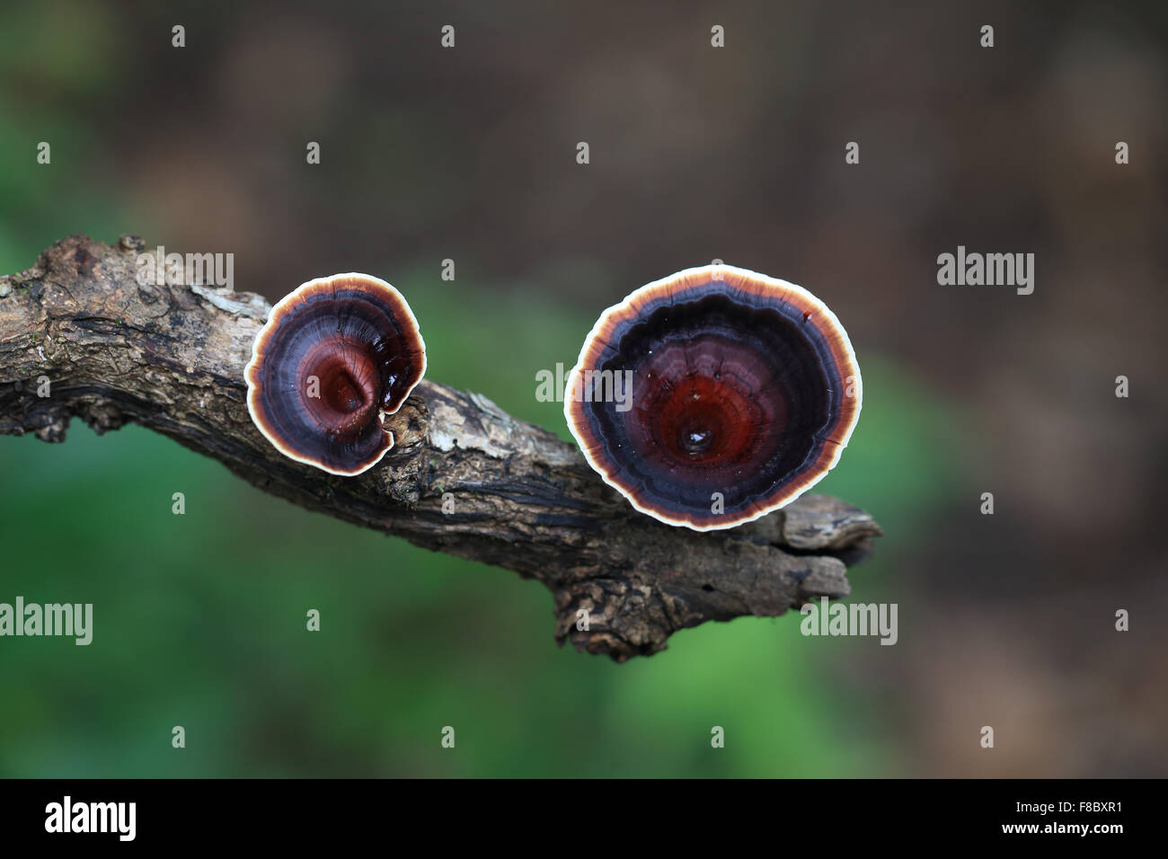 Bracket Fungi species Stock Photo - Alamy