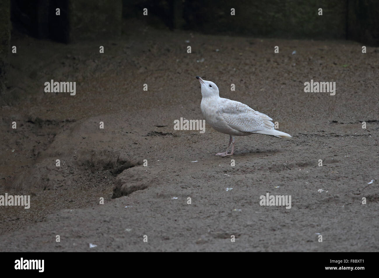 Iceland Gull (Larus glaucoides Stock Photo - Alamy