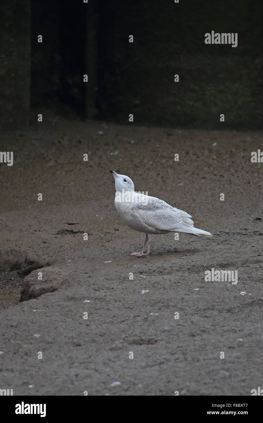 Iceland Gull (Larus glaucoides Stock Photo - Alamy