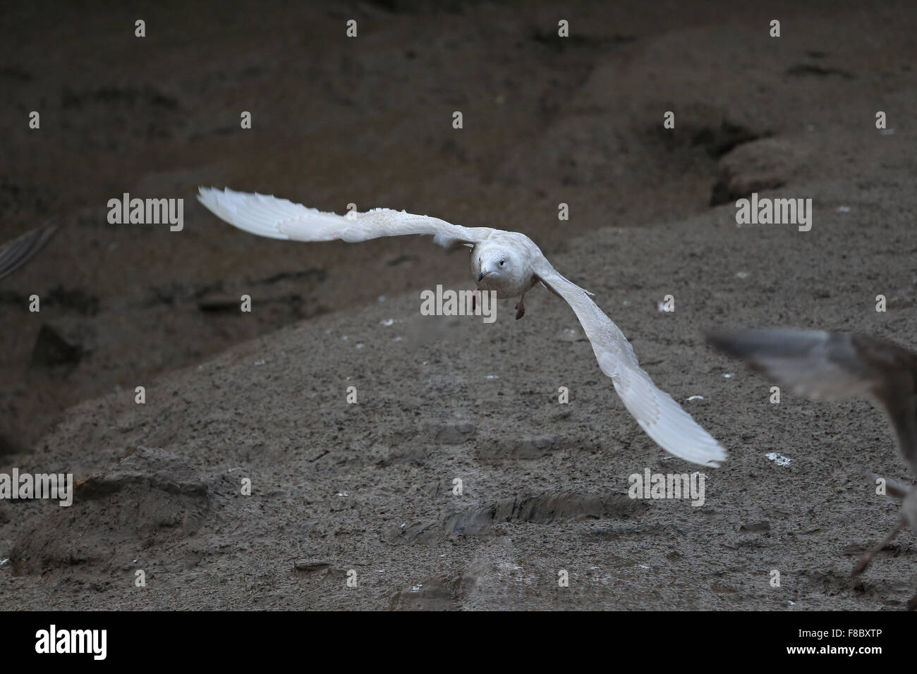 Iceland Gull (Larus glaucoides Stock Photo - Alamy