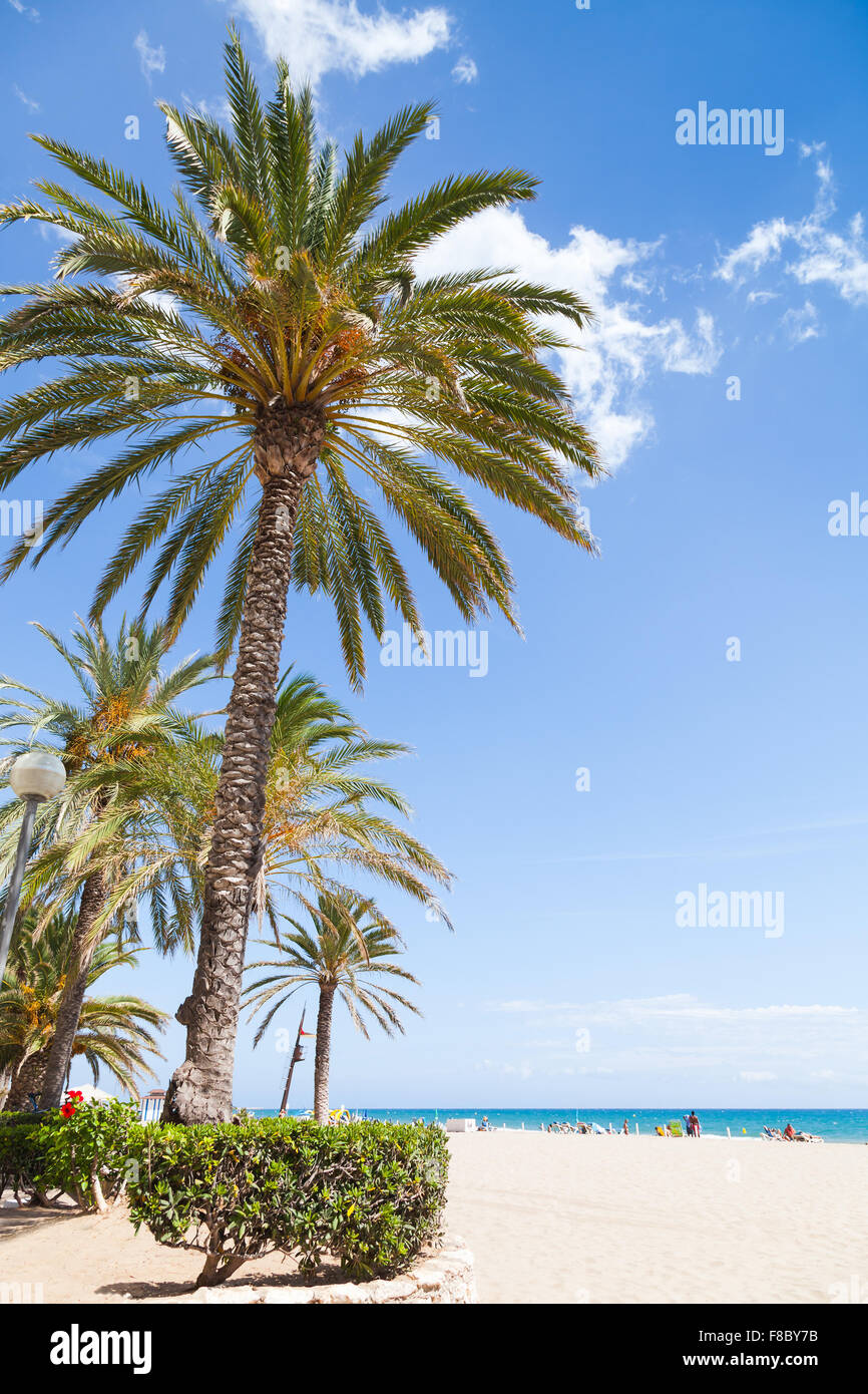Palm trees grow on sandy beach in Spain, Mediterranean sea coast Stock ...