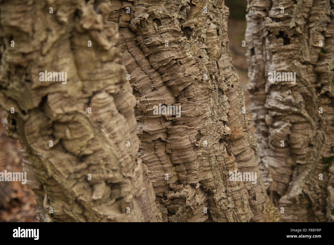 Deeply fissured bark hi-res stock photography and images - Alamy