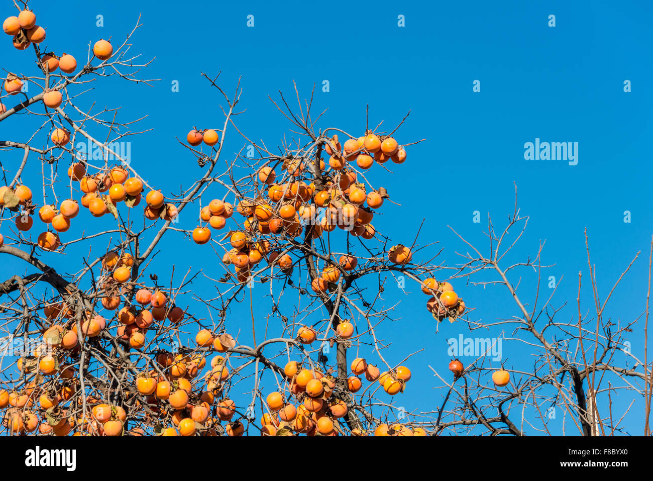 Persimmon fruits on the tree Stock Photo - Alamy