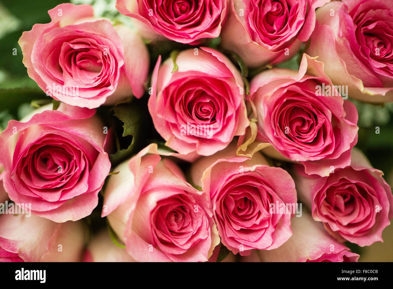Nice roses in celebration concept Stock Photo - Alamy