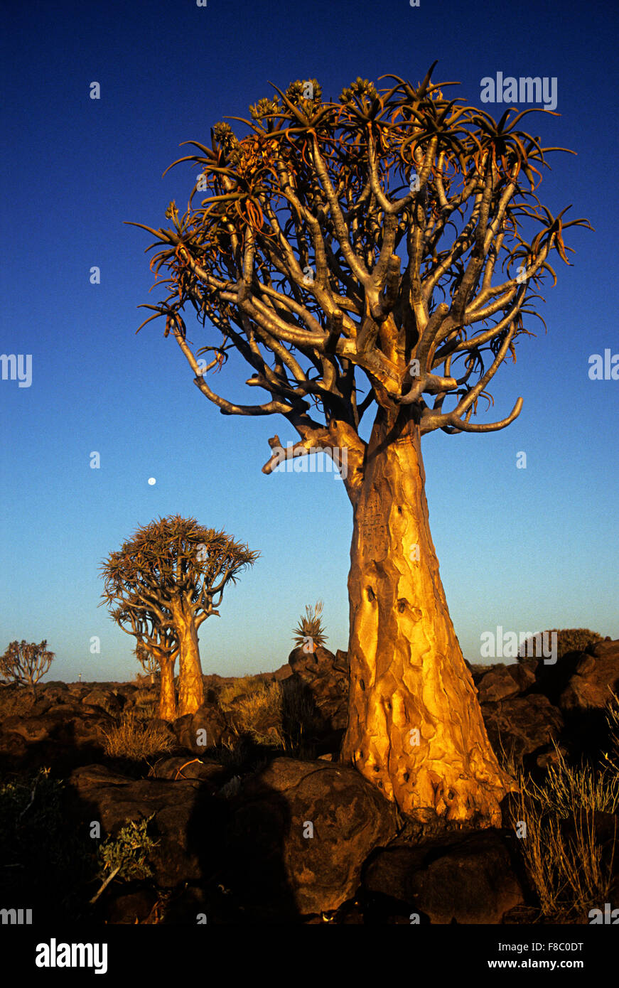 Kokerboom forest at dusk with moon rising, Namibia, Africa Stock Photo ...