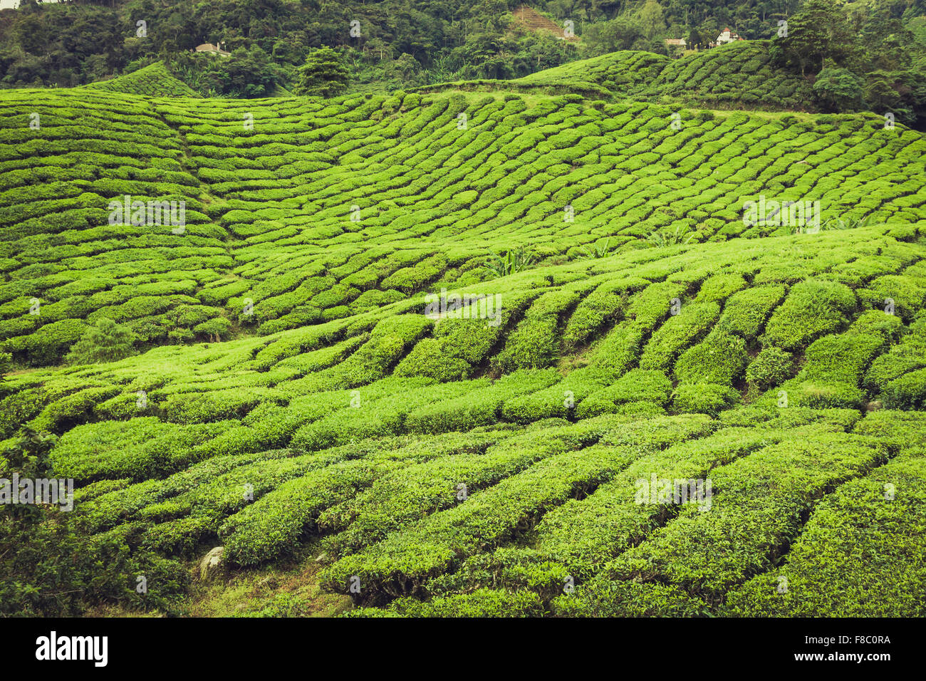 Tea heaven hi-res stock photography and images - Alamy