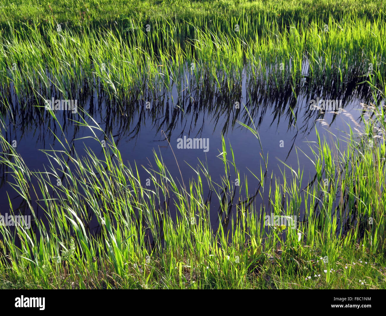 Water reflections green reeds hi-res stock photography and images - Alamy