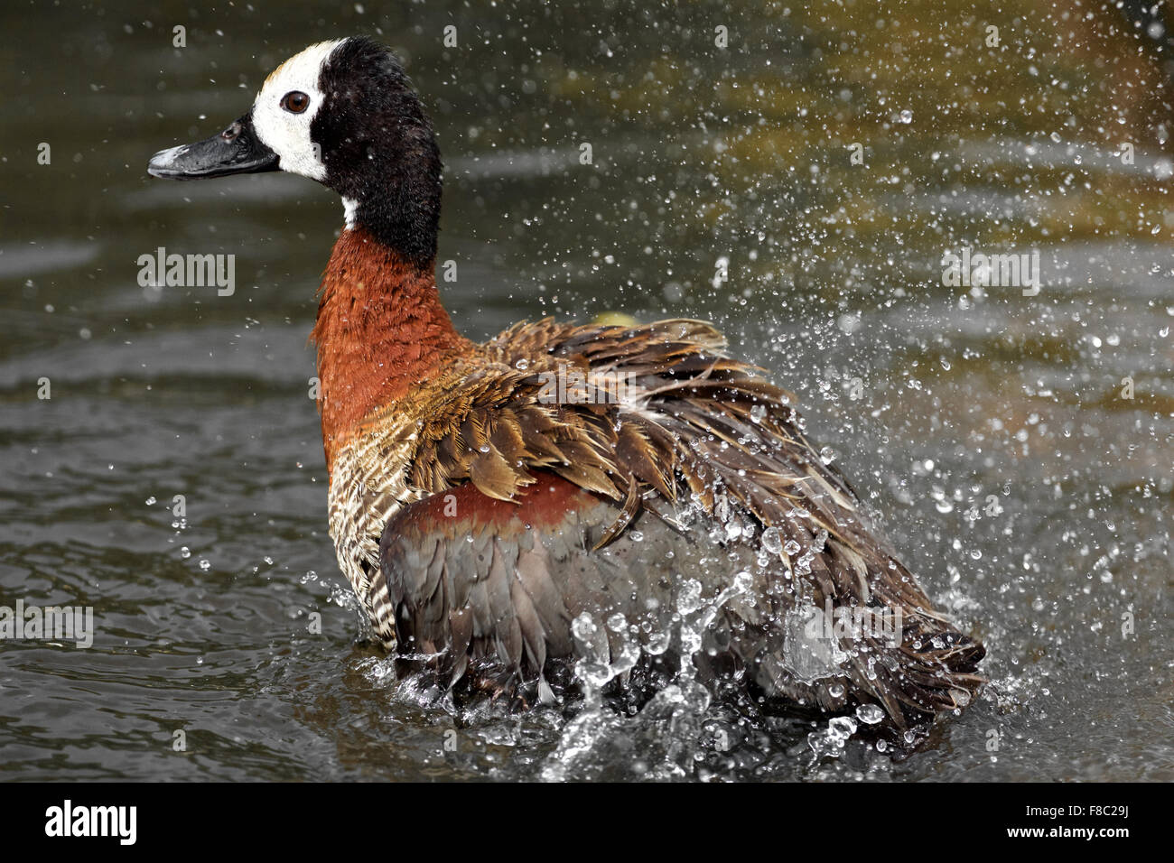 White faced whistling duck hi-res stock photography and images - Alamy