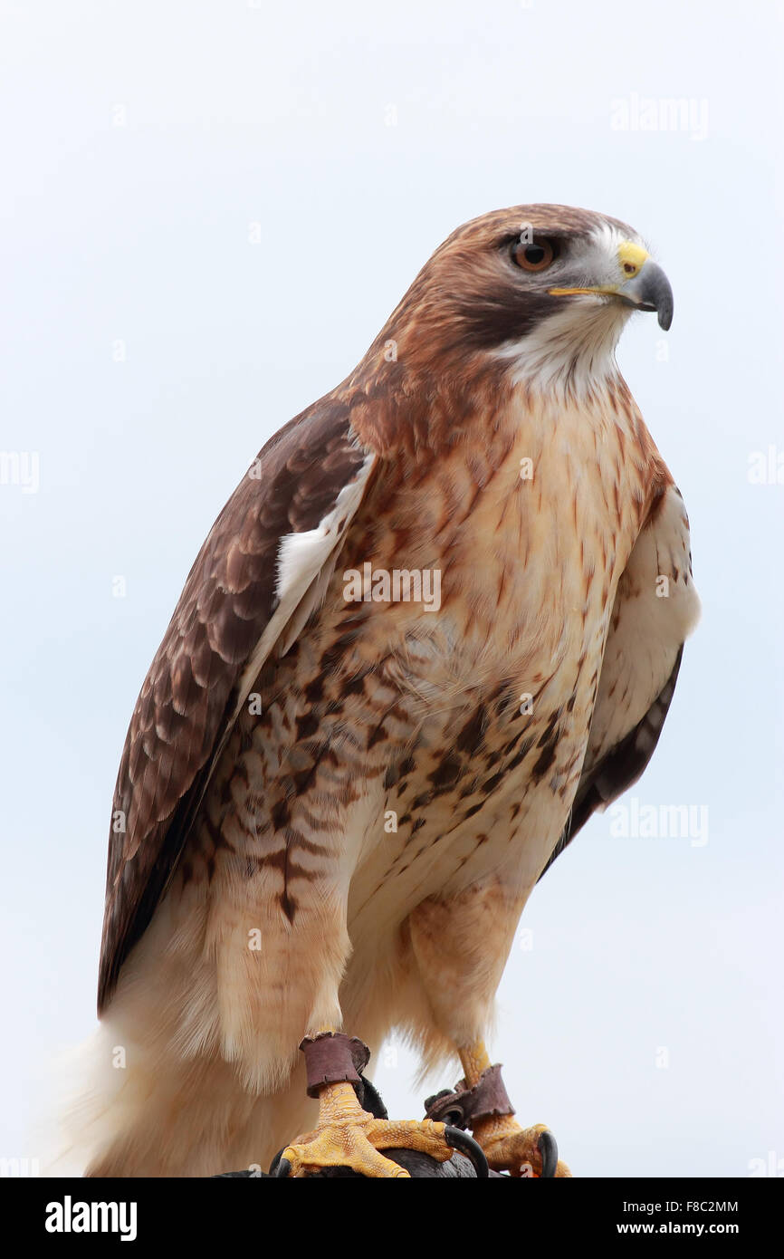 Buteo buteo aka the common buzzard Stock Photo - Alamy