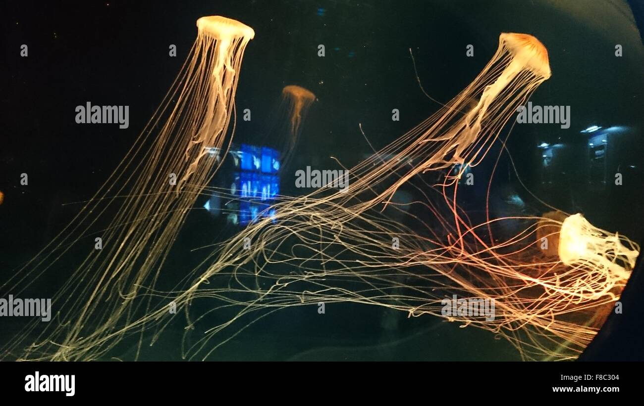 gelly-fish in aquarium and a big turtle Stock Photo - Alamy