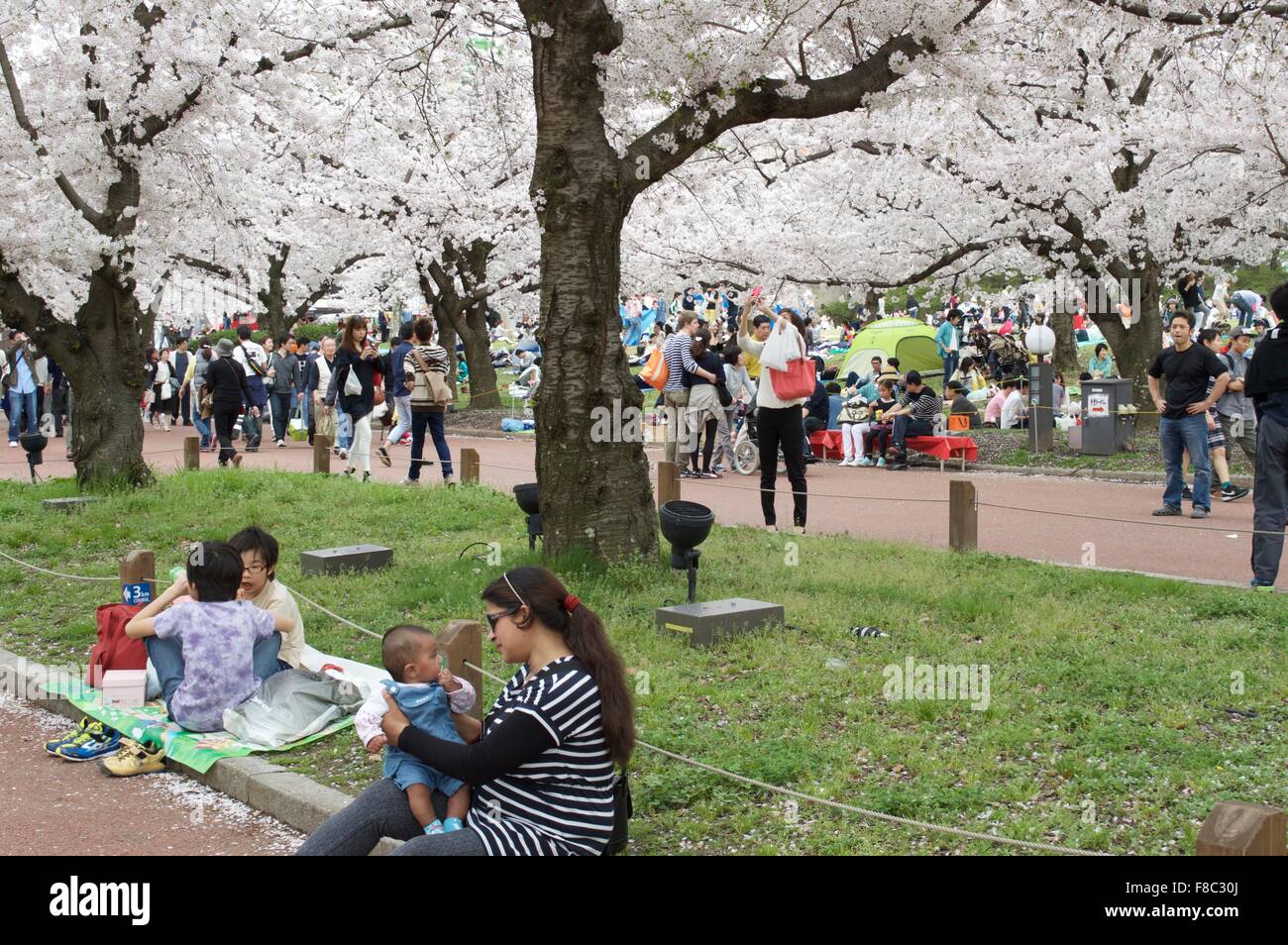 Cherry blossom tree with beautiful white and red blooming in spring ...
