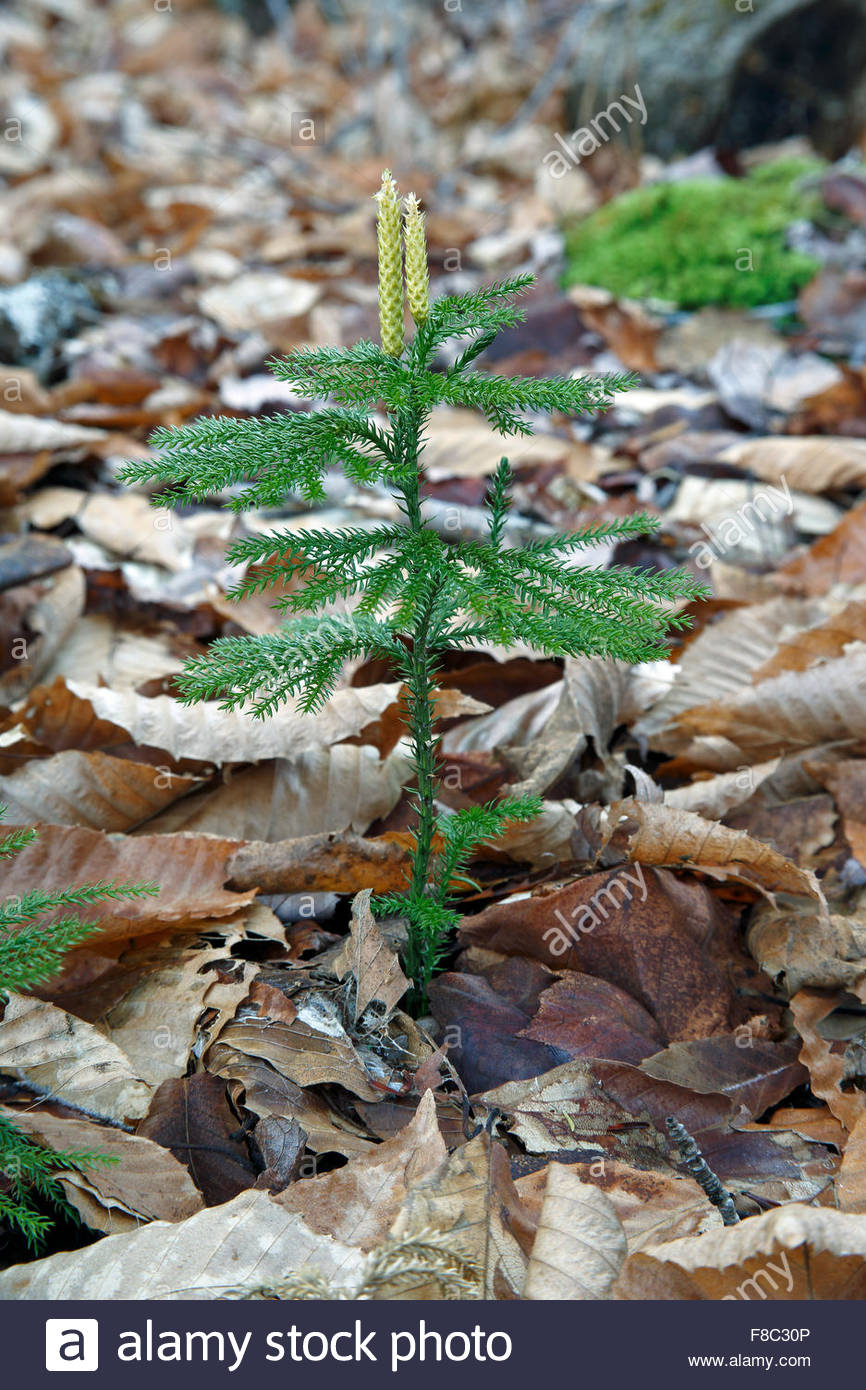 Princess Moss High Resolution Stock Photography and Images - Alamy