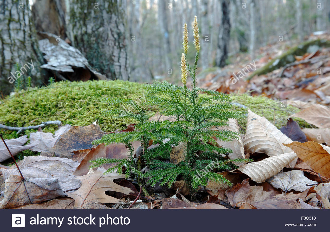 Princess Moss High Resolution Stock Photography and Images - Alamy