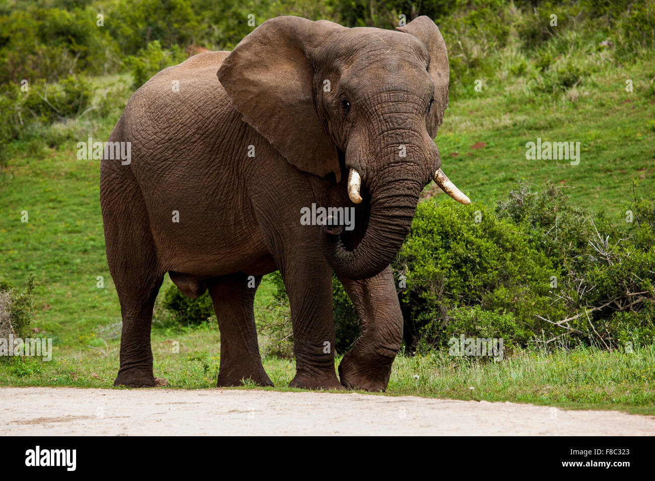Elephant bull walking on the road in a safari park in South Africa ...