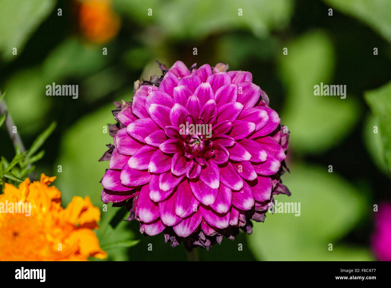 Flower at Ladakh, India Stock Photo - Alamy