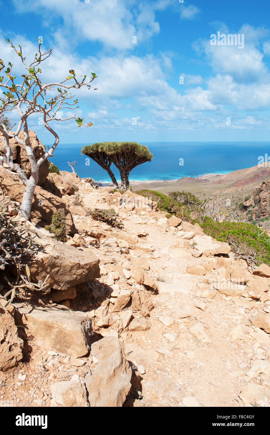 Socotra Island, Yemen, Middle East: Dragon blood trees in the protected ...