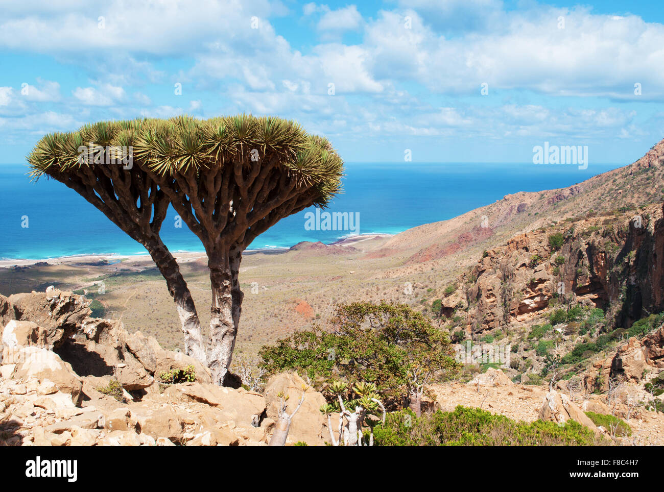 Socotra Island, Yemen, Middle East: Dragon blood trees in the protected ...