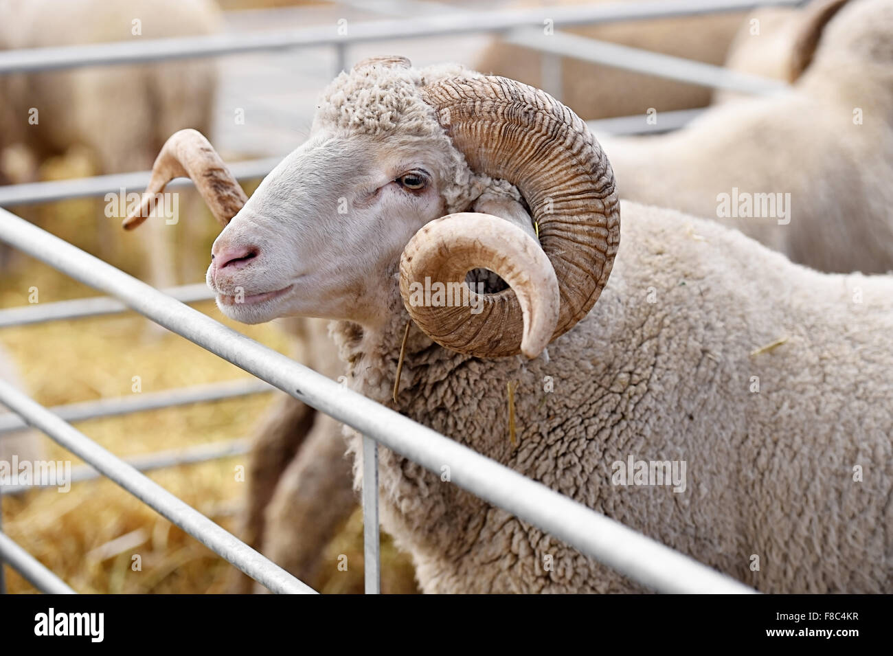 Pen inside hi-res stock photography and images - Alamy