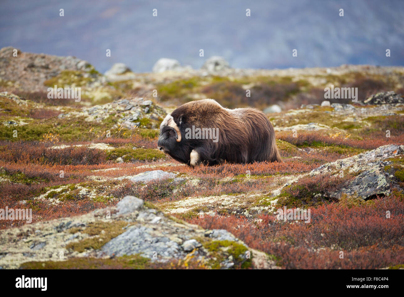Muskox bull, Ovibos moschatus, in Dovrefjell national park, Dovre ...