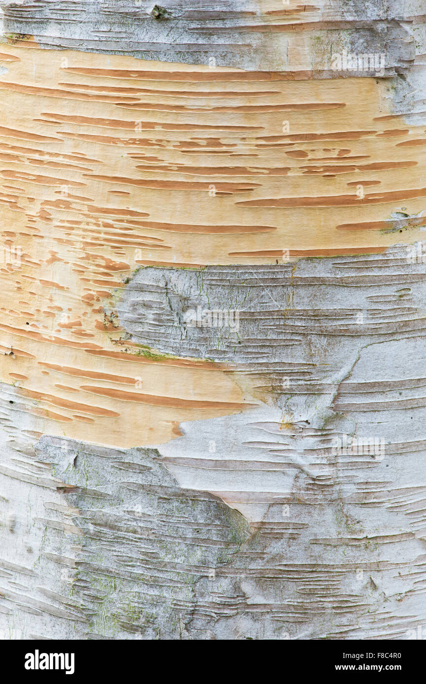 Betula x fetisowii . Silver Birch tree bark Stock Photo - Alamy