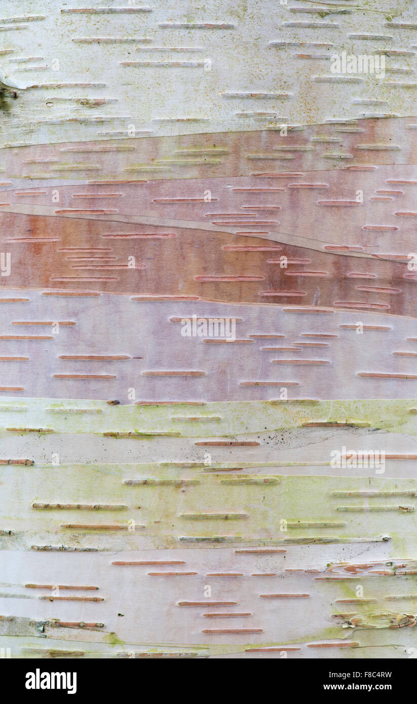 Betula albosinensis 'Hergest'. Chinese Red Bark Birch Stock Photo - Alamy