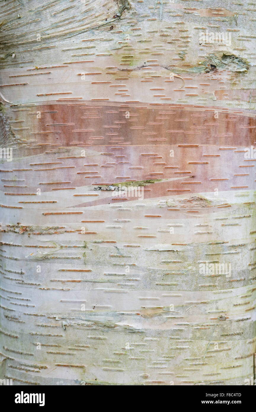 Betula albosinensis 'Hergest'. Chinese Red Bark Birch Stock Photo - Alamy
