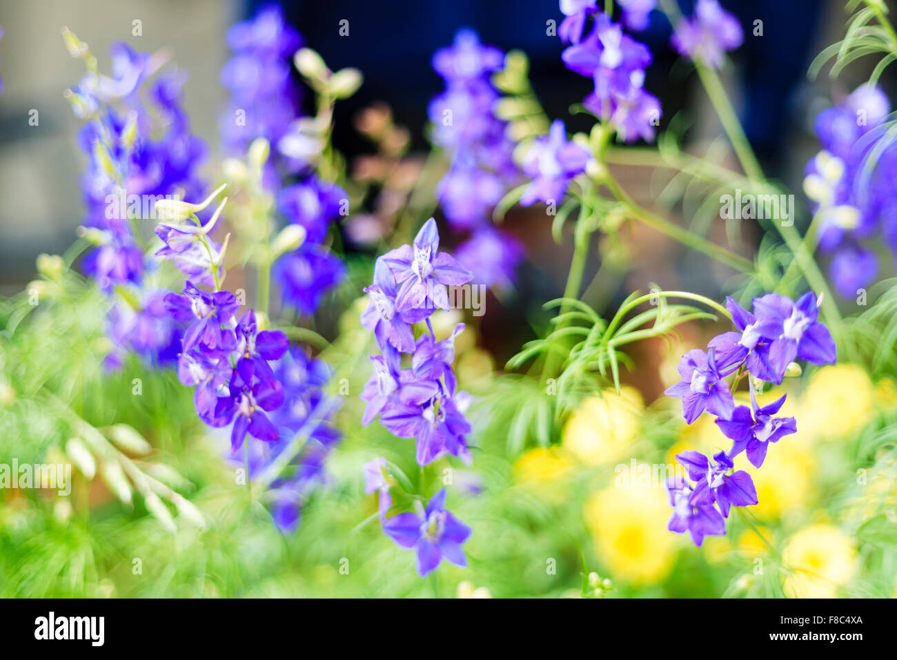 Flower at Ladakh, India Stock Photo - Alamy