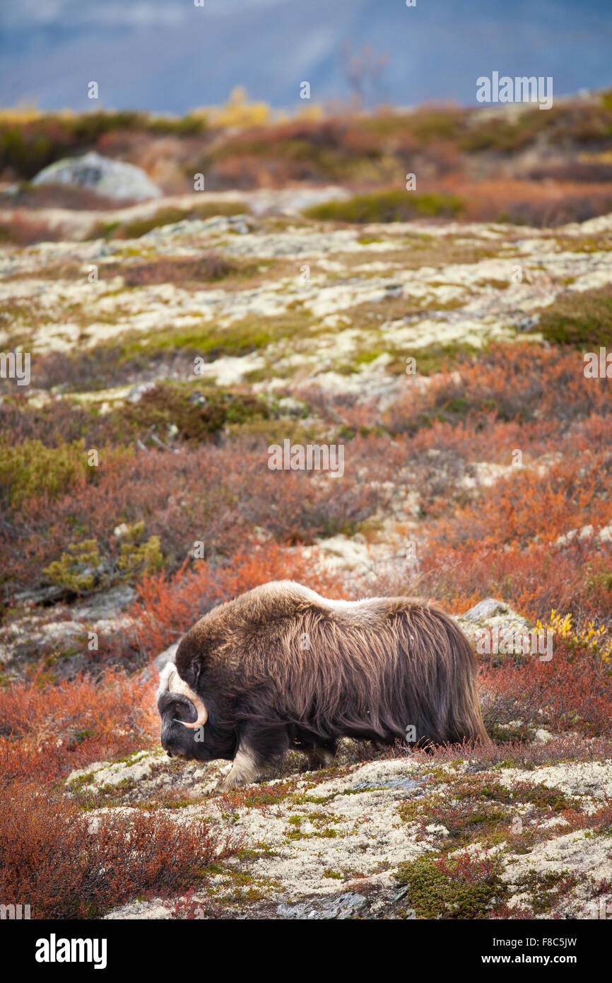 Muskox bull, Ovibos moschatus, in Dovrefjell national park, Dovre ...