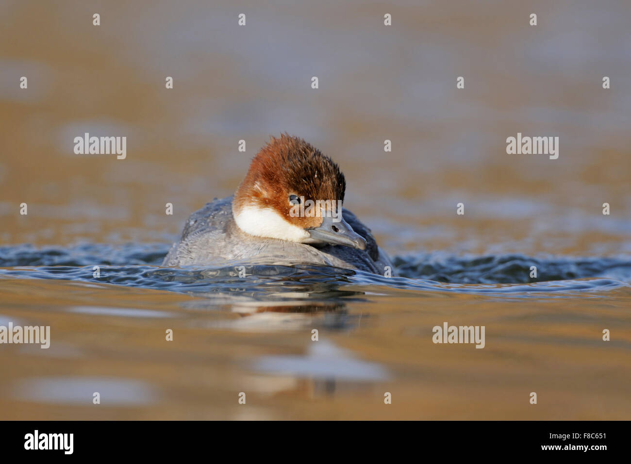 Female Smew / Zwergsäger ( Mergellus albellus ), winter guest, comes ...