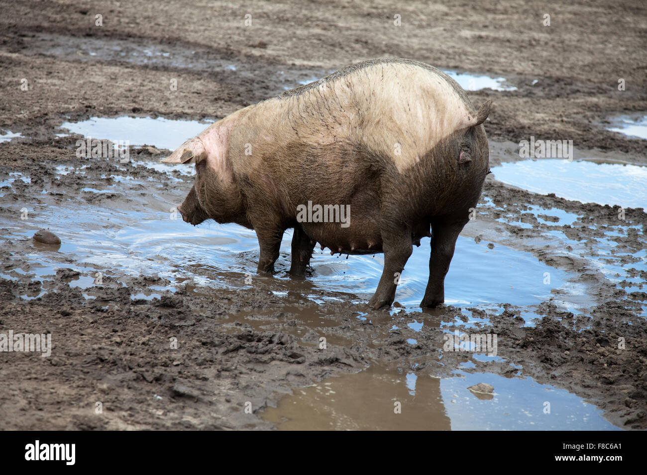 Basking pigs hi-res stock photography and images - Alamy