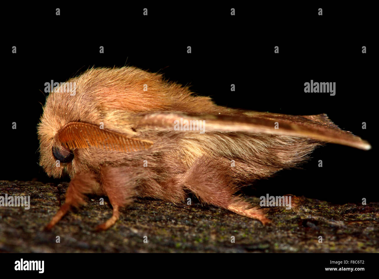 Lackey moth malacosoma neustria hi-res stock photography and images - Alamy
