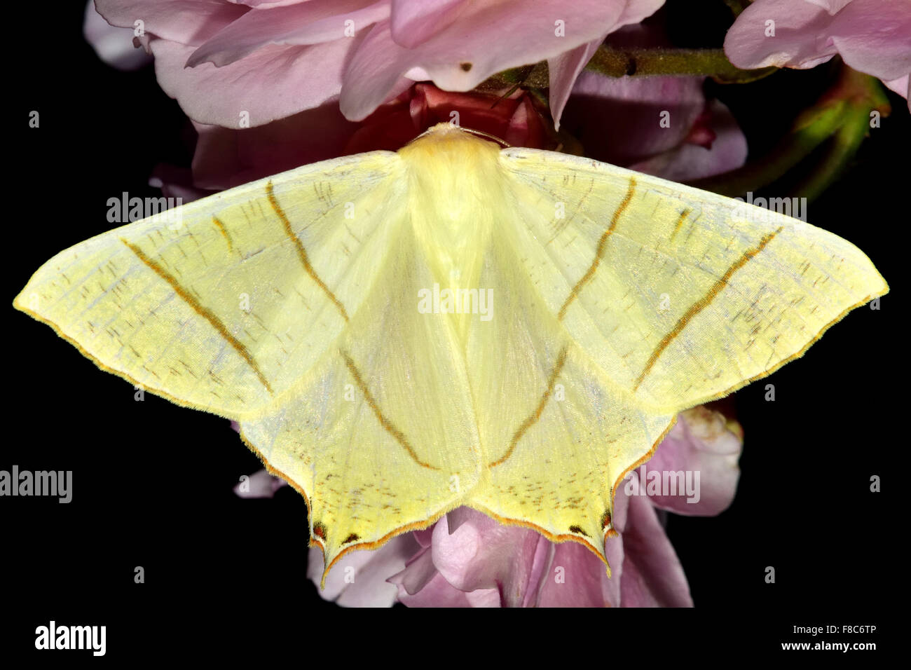 Swallow-tailed moth (Ourapteryx sambucaria Stock Photo - Alamy