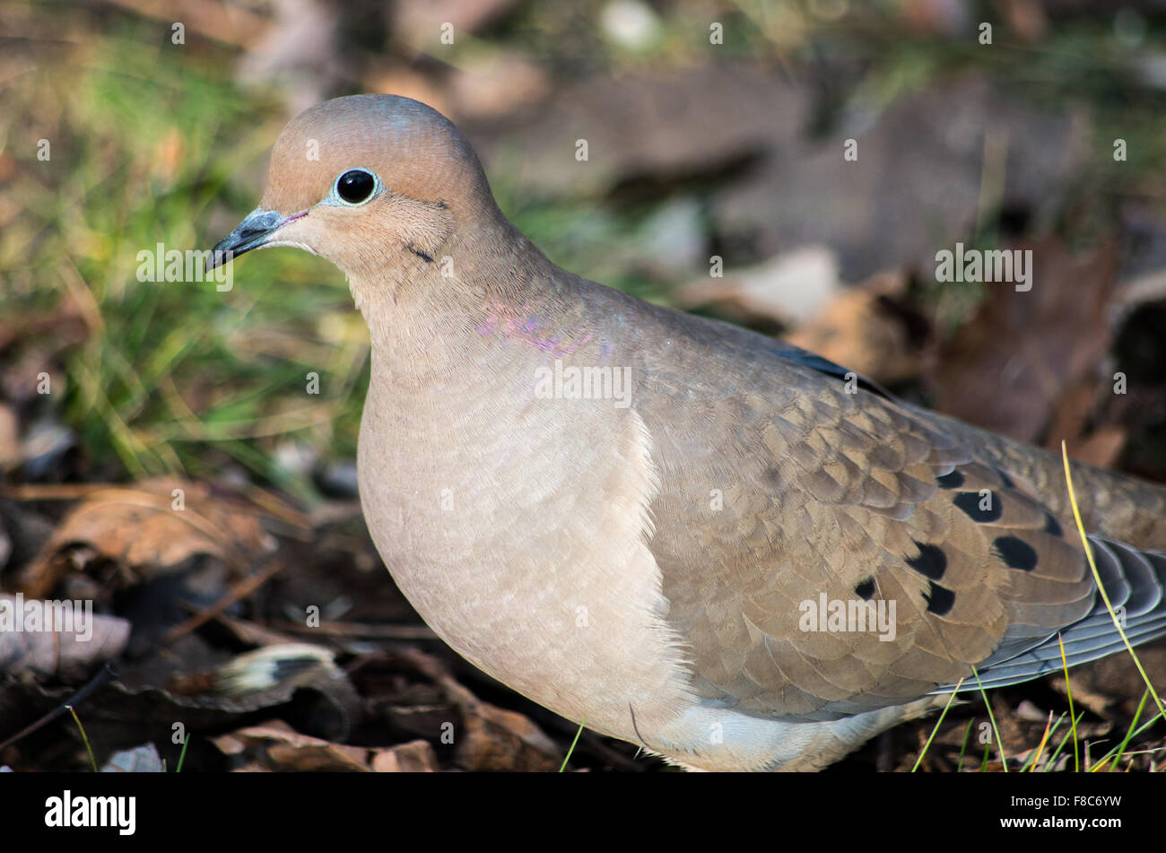 Headshot of a Morning Dove Stock Photo - Alamy