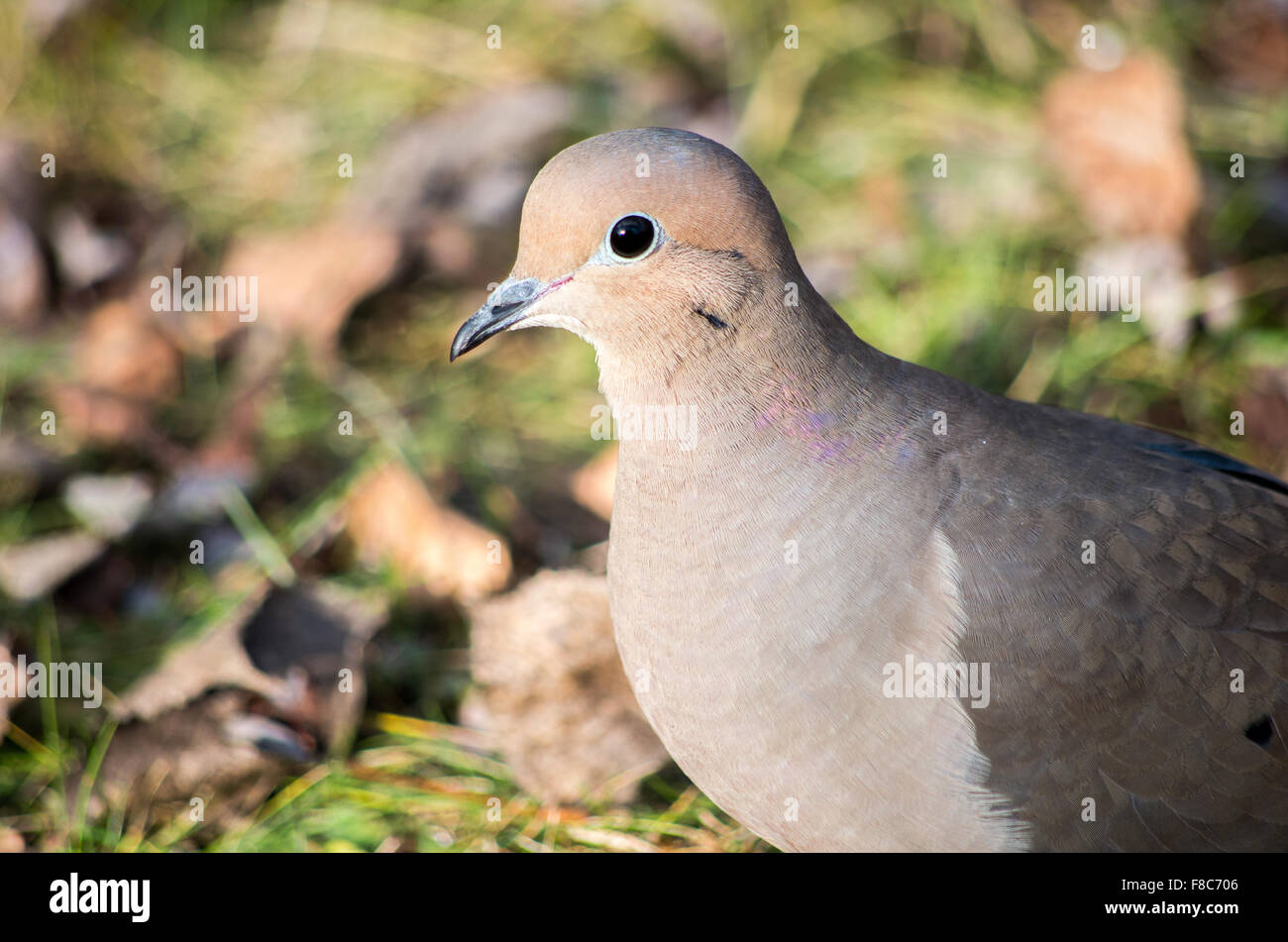 Head shot of a morning dove Stock Photo - Alamy