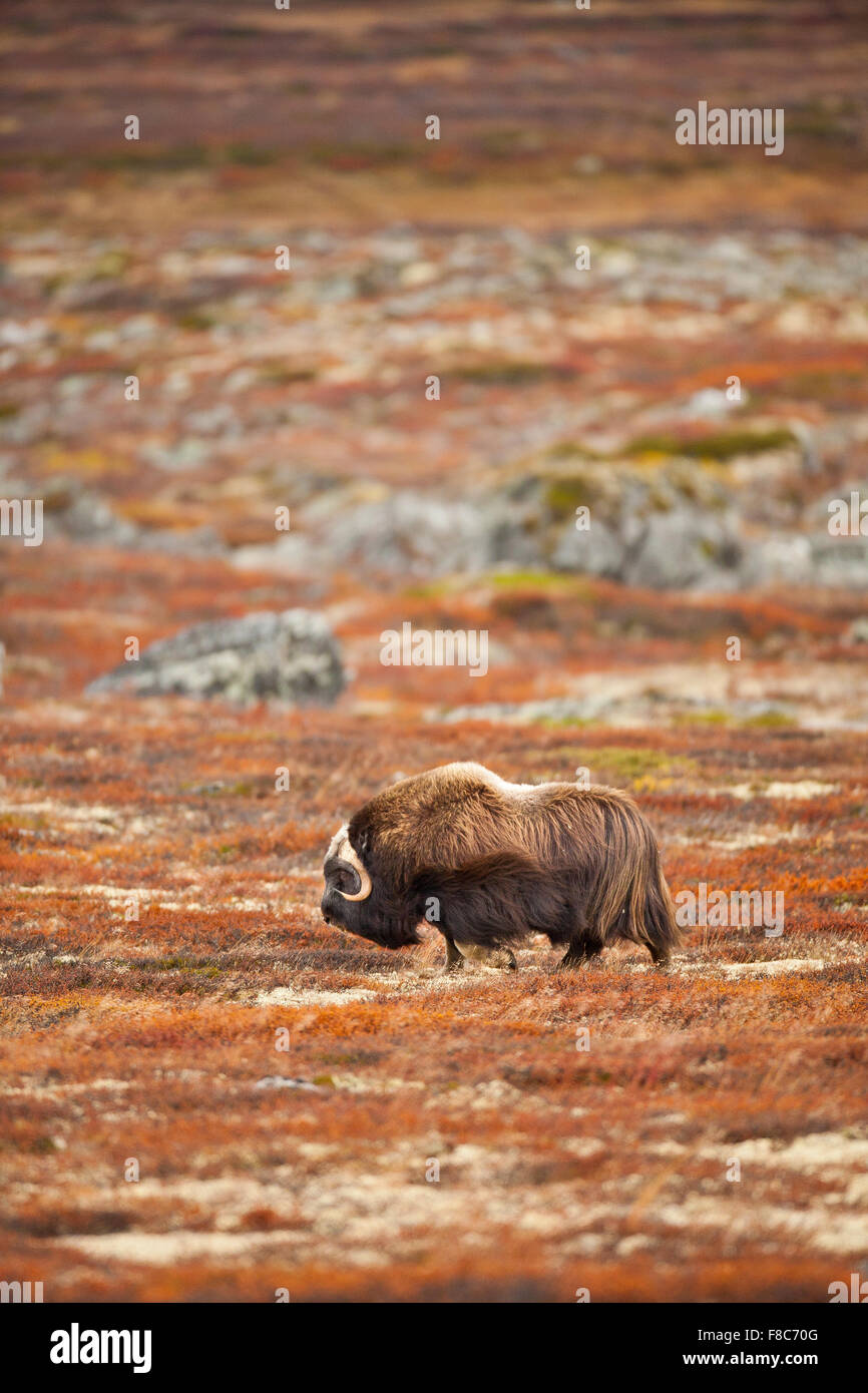 Muskox bull, Ovibos moschatus, in Dovrefjell national park, Dovre ...