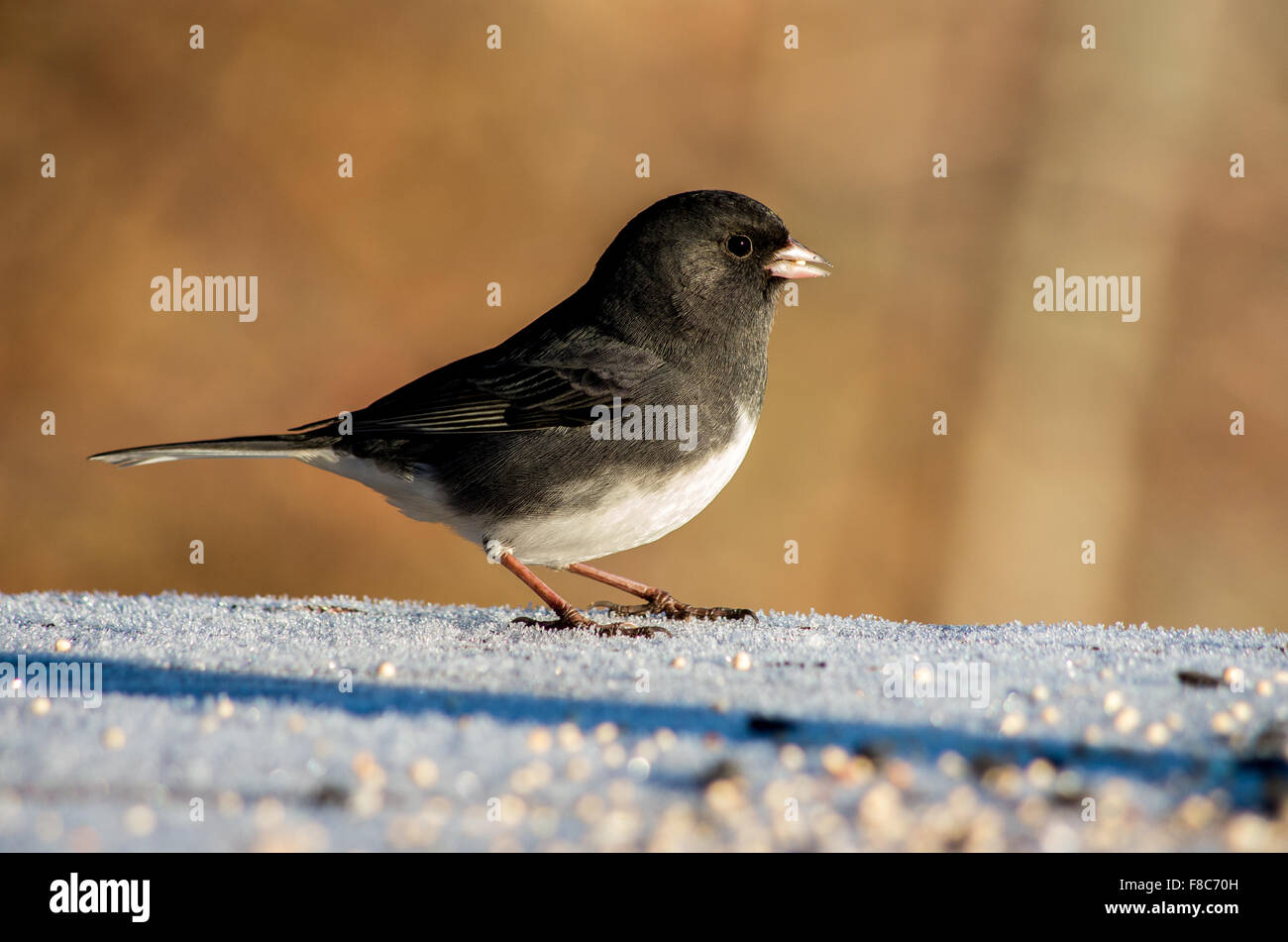 Junco bird hi-res stock photography and images - Alamy