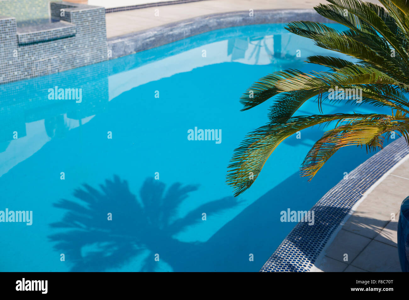 Outdoor swimming pool with a palm tree Stock Photo - Alamy