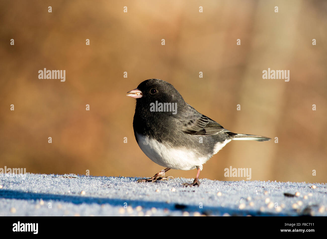 Junco bird hi-res stock photography and images - Alamy