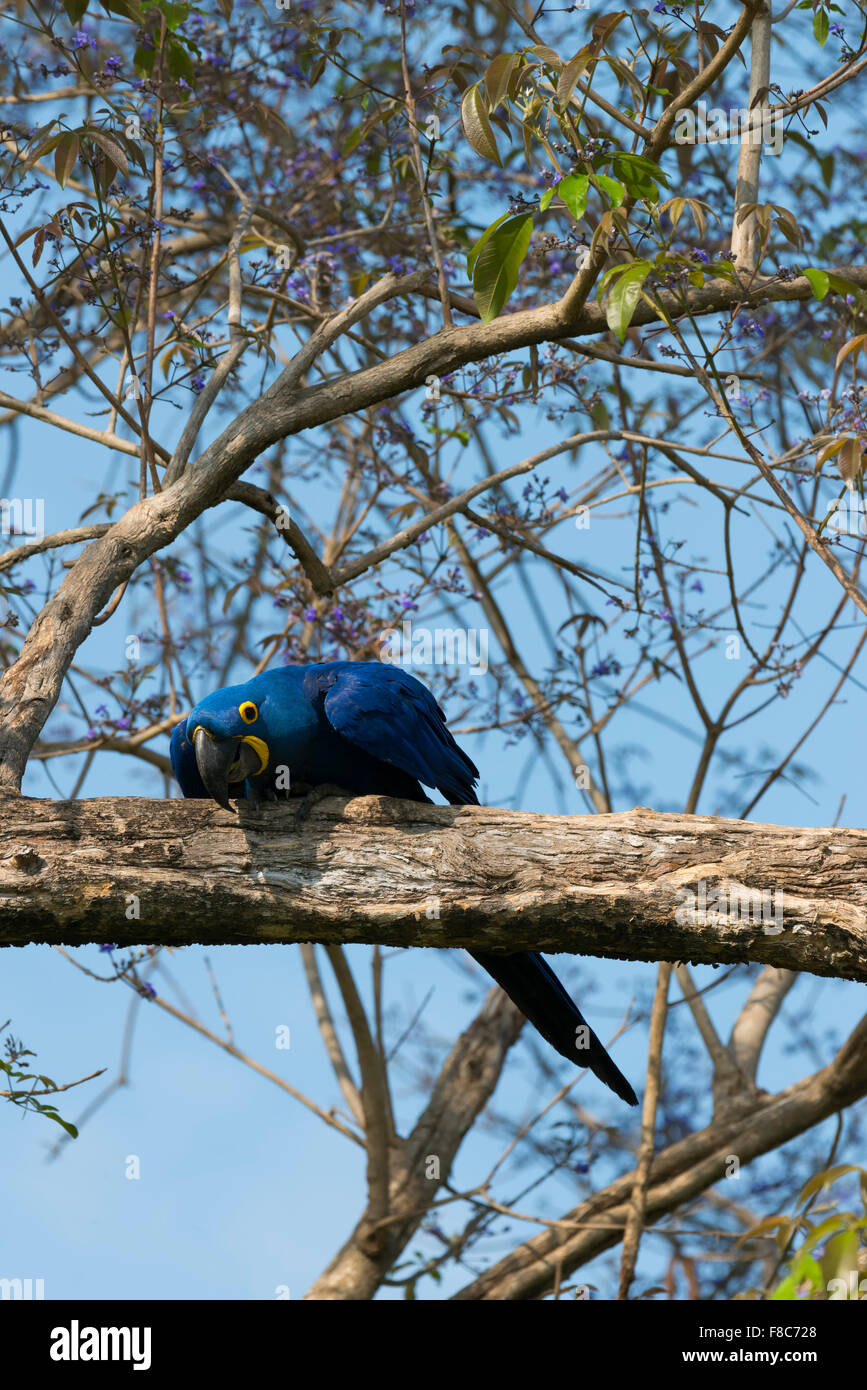 Hyacinth Macaw (Anodorhynchus hyacinthinus) in a tree, Pantanal, Mato ...