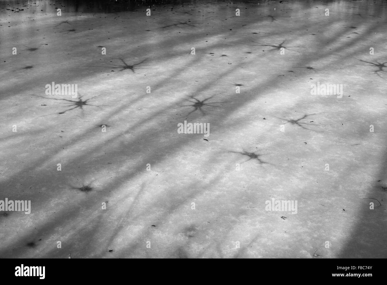 Frozen star hi-res stock photography and images - Alamy