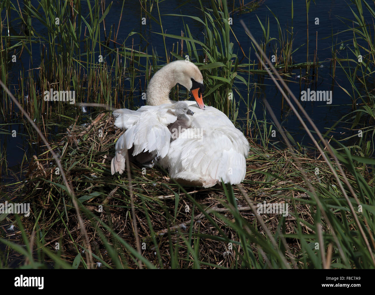 Mother father mute swans hi-res stock photography and images - Alamy