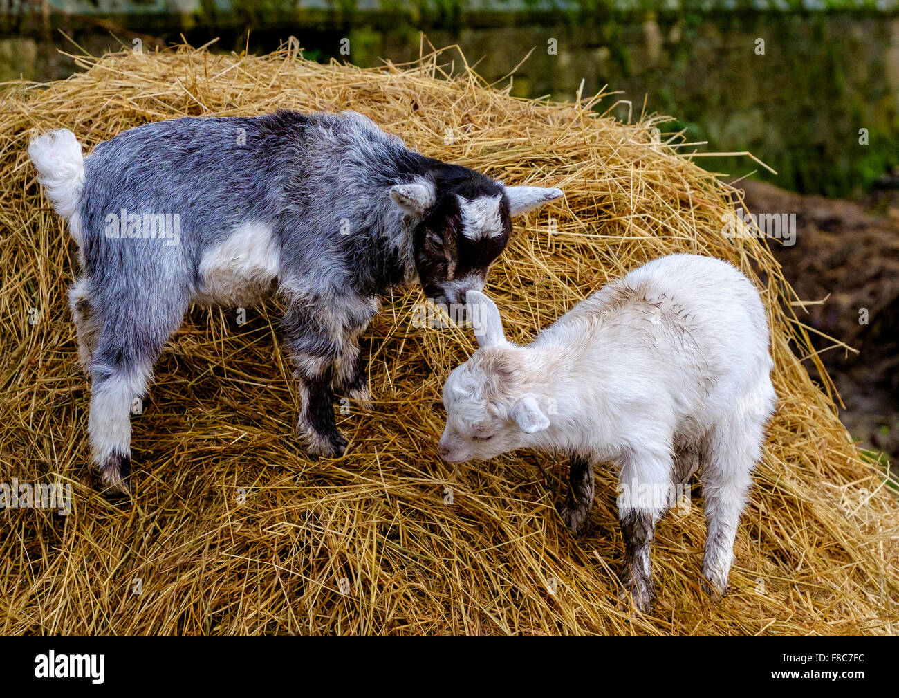 Pygmy Goat kids at play on a bale of hay Stock Photo - Alamy