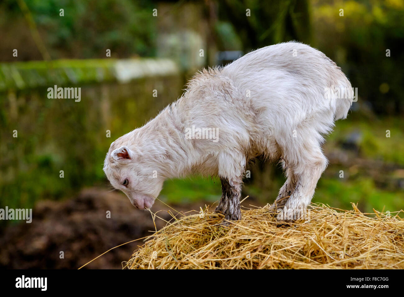 Pygmy Goat kid at play on a bale of hay Stock Photo - Alamy