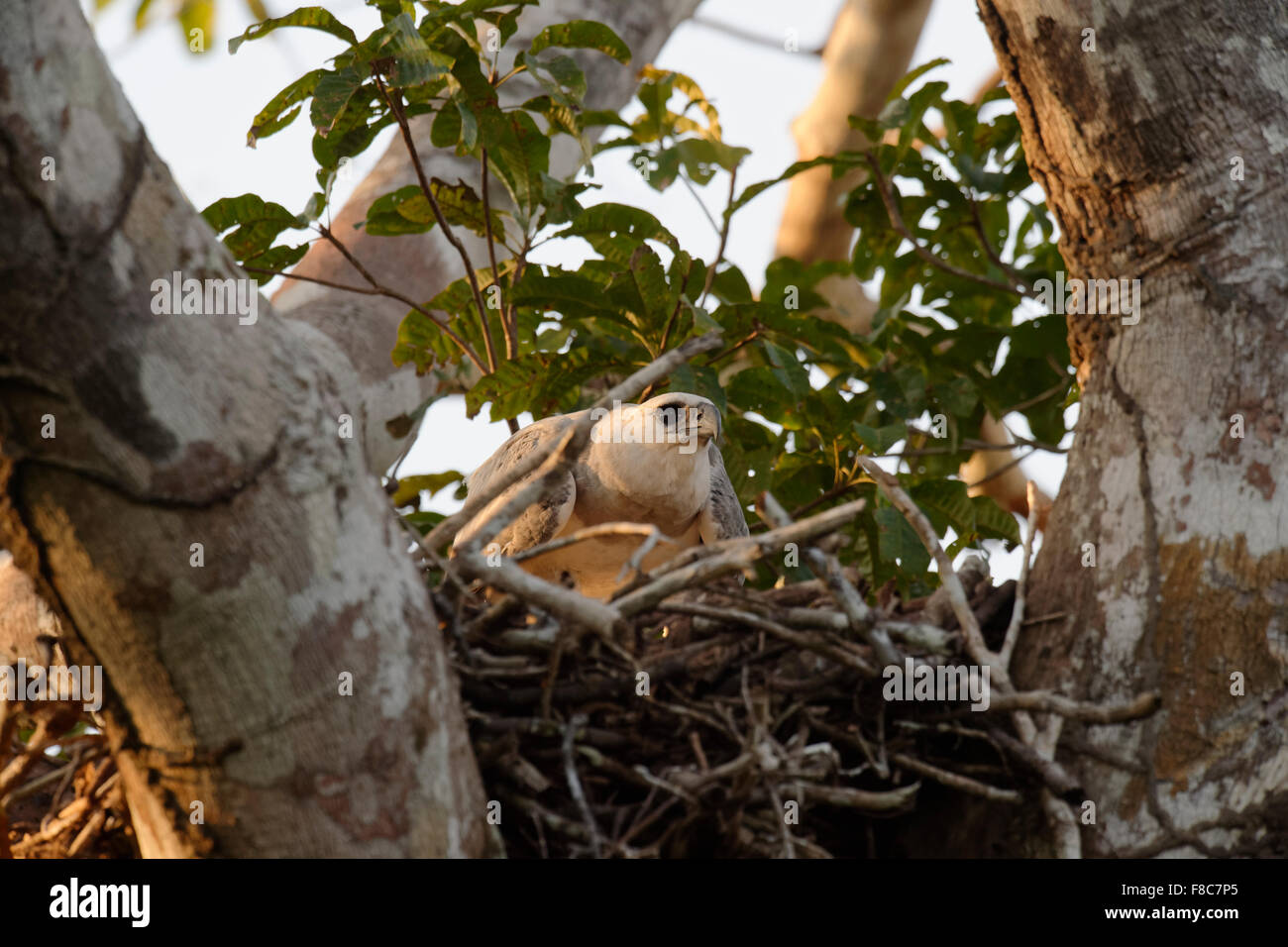 Immature Harpy Eagle (Harpia harpyia) aged 15 months, Amazon, Brazil ...