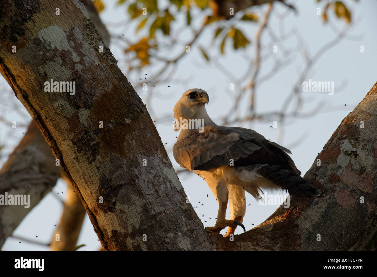 Harpy Eagle Vs Golden Eagle