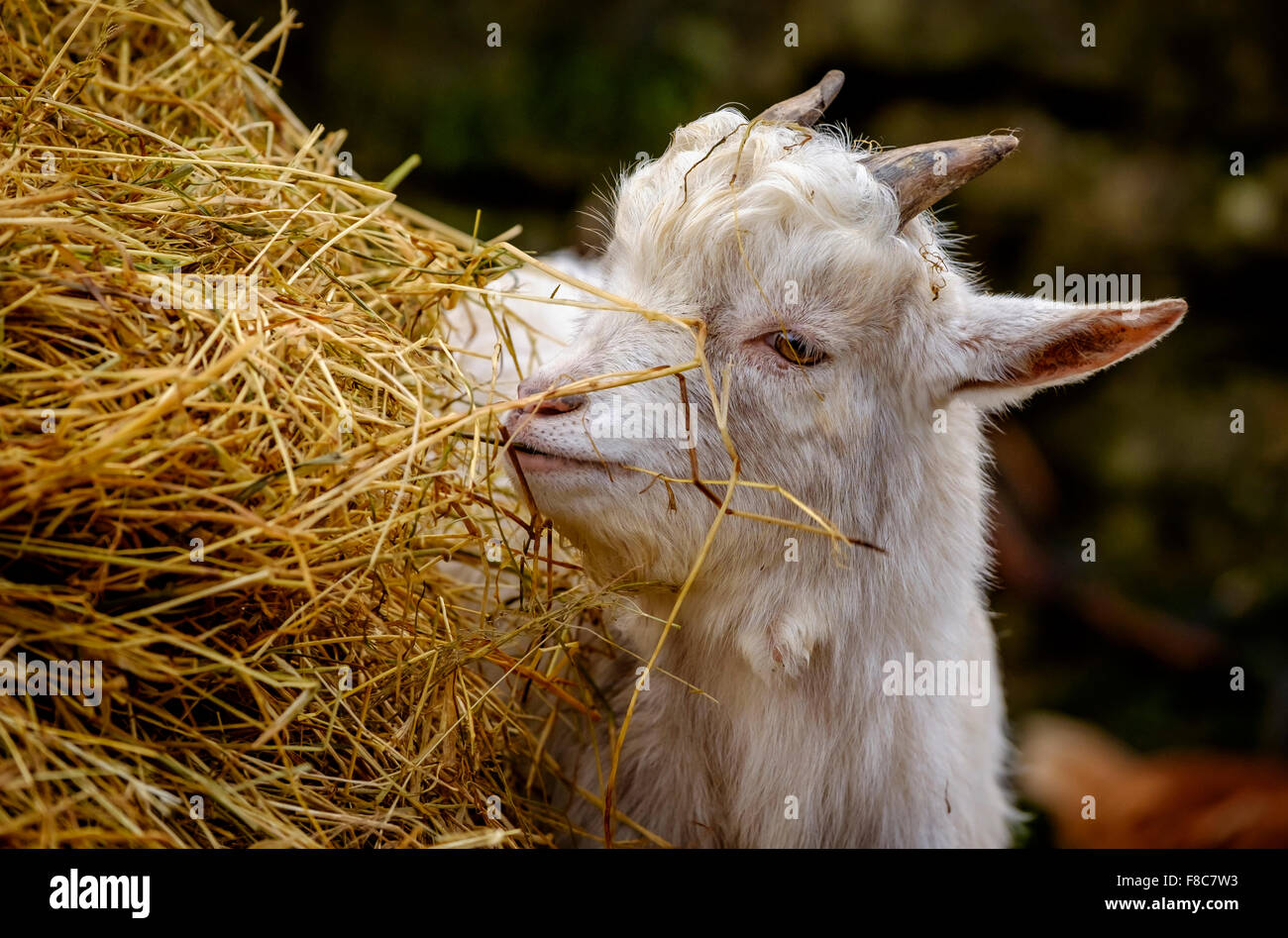 Pygmy Goat kid eating hay in winter Stock Photo - Alamy